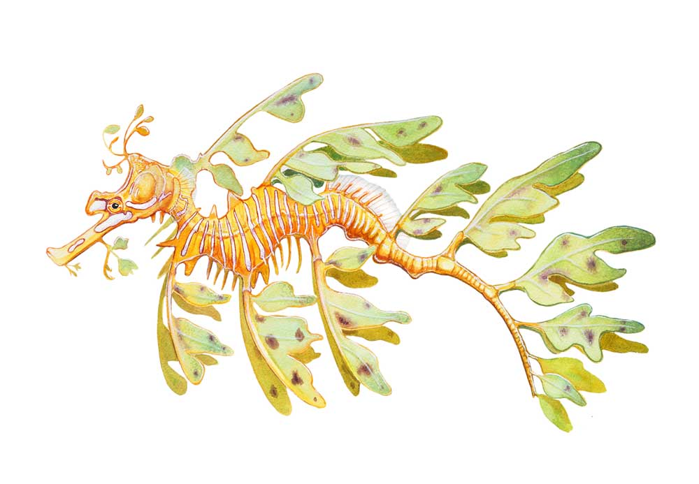 Leafy Sea Dragon Art